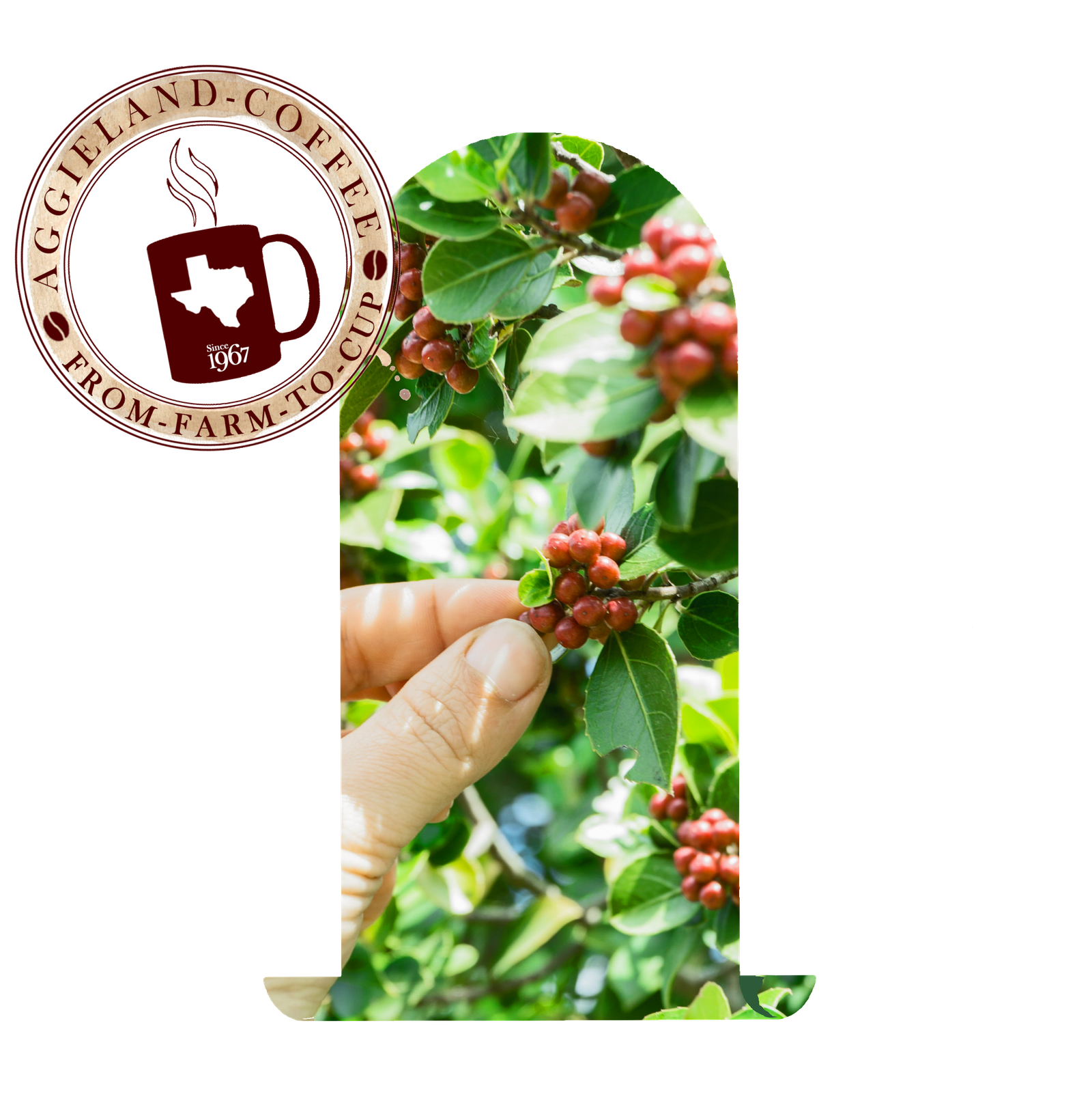 From Farm to Cup